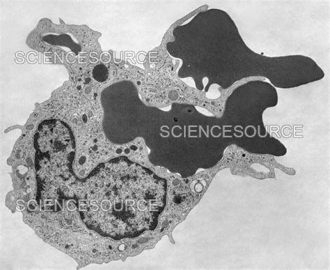 Human Phagocyte Phagocytosis Tem Stock Image Science Source Images