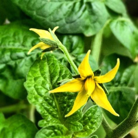 Tiny Tim Tomato Flowers In Hydroponics System