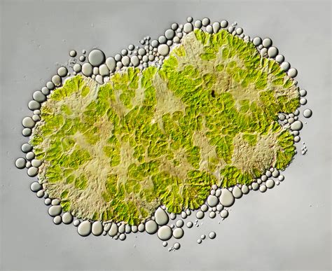 Botryococcus Sp Freshwater Plankton Nikon Small World