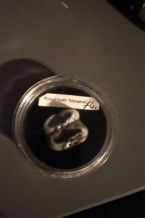 Fossilized Manatee Tooth With Reticulation In The Back 925 Silver R