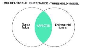 Polygenic And Multifactorial Inheritance Pt Flashcards Quizlet