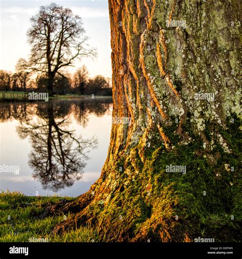 Into The Tree Hi Res Stock Photography And Images Alamy