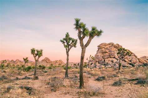 Your Guide To Joshua Tree National Park