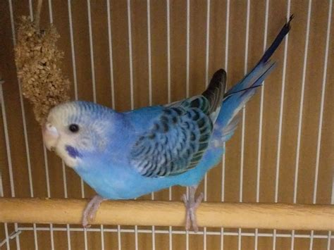 セキセイインコ オパーリン青を探してます