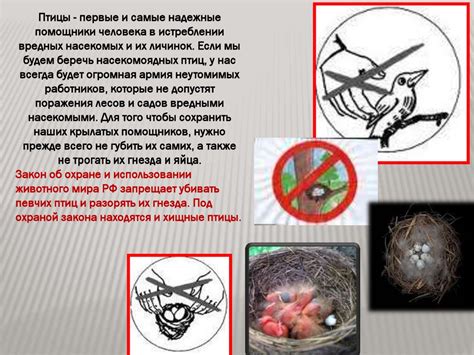 Значение птиц в природе и жизни человека Проект по биологии 7 класс презентация онлайн