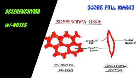 How To Draw Sclerenchyma Tissue Simple Permanent Tissue W Notes Science Biology Youtube