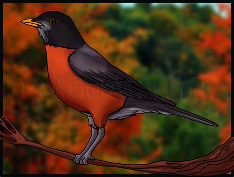 How To Draw A Robin Step By Step Drawing Guide By Dawn DragoArt
