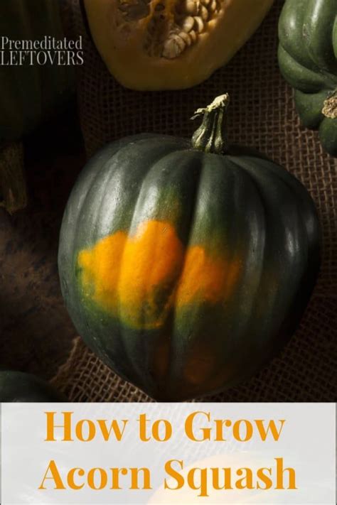 How To Grow Acorn Squash Gardening Tips From Growing Acorn Squash