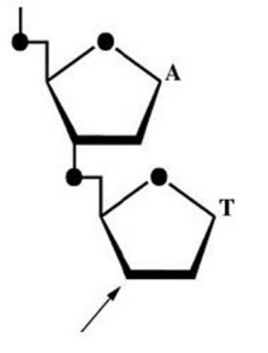 Genetics Exam 1 Flashcards Quizlet