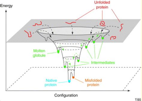 Protein Folding In Vivo Flashcards Quizlet
