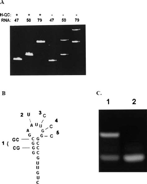 A Native Polyacrylamide Gel Of 47 Nt Rna 50 Nt Rna And 79 Nt Rna
