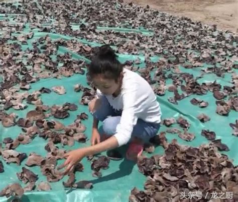 農村大學生放下姿態回農村創業種植黑金年入百萬 每日頭條