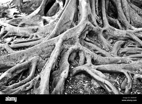 Black And White Image Of Tree Roots Stock Photo Alamy