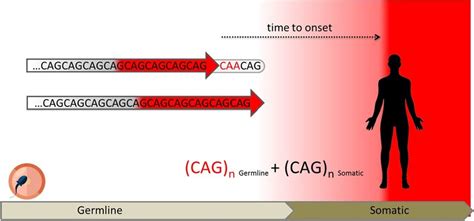 Interplay Of Inherited And Somatic Expansions To The Progression Of Hd Download Scientific