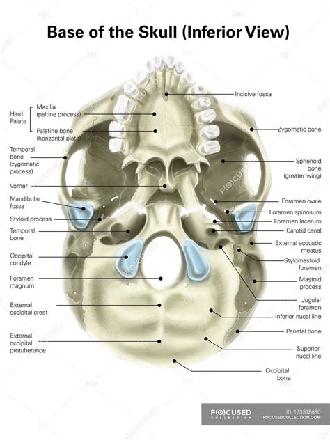 Skull Drawing With Labels At Daniel Parish Blog