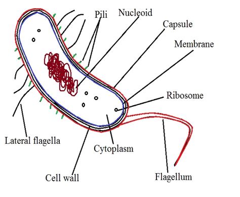 Diagram Vibrio Cholerae Structure Vibrio Cholerae Cholera O1