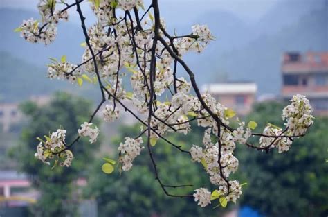 钦州板城2021年梨花节 钦州板城梨花 大山谷图库