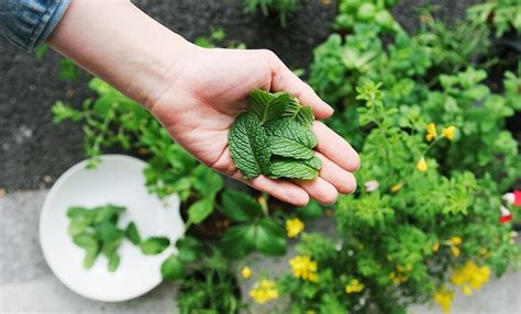 라임민트 시럽 우리의식탁 키친가이드