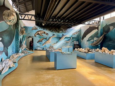 Isla Martillo Pingüinera Dicas De Ushuaia