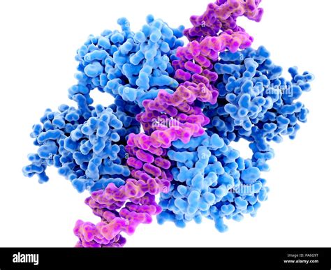 Dna Binding To Anti Cancer Protein P53 Molecular Model Of Dna Pink Binding To The Anti Cancer
