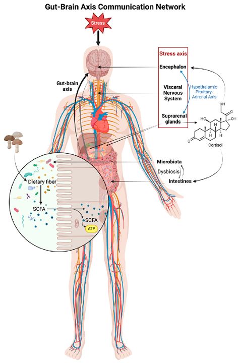 Gut Brain Axis Communication Network Gut Brain Axis Communication