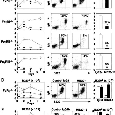 B Cell Depletion In Vivo A Representative B Cell Depletion From