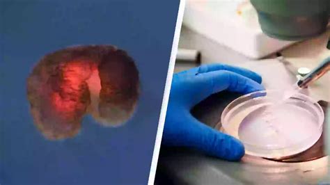 Scientists In Us Create Spontaneously Self Replicating Synthetic Organisms Technology Unilad