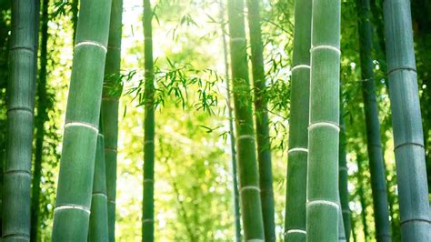 Moso Bamboo The King Of Grasses Bambu Batu