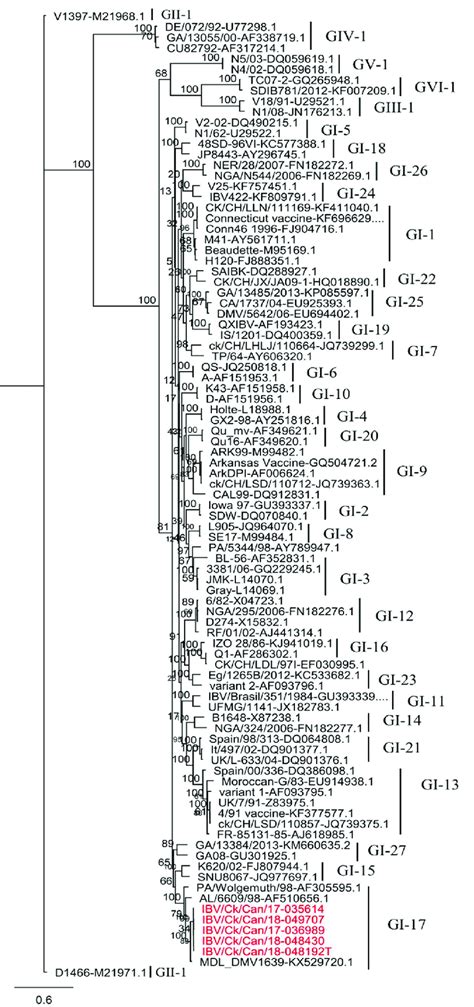 Randomized Accelerated Maximum Likelihood Raxml Phylogenetic Tree