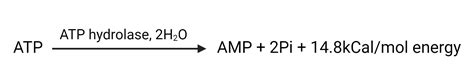 Hydrolysis Of Atp Equation