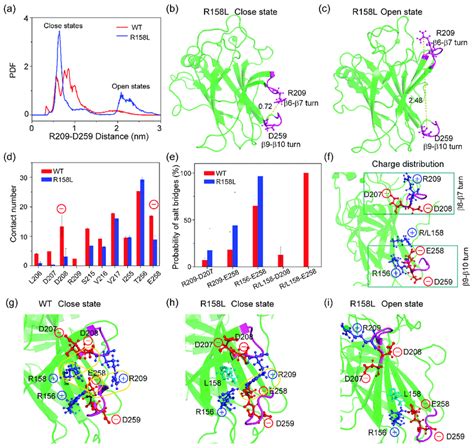 Differential Conformational Sampling Of β6 β7 Turn In R158l Mutant