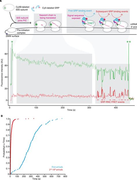 Real Time Observation Of Signal Recognition Particle Binding To Actively Translating Ribosomes
