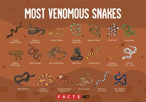 Most Poisonous Snakes