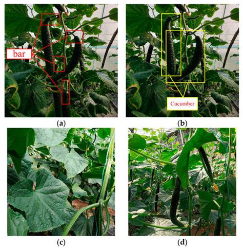 Agronomy Free Full Text Cucumber Picking Recognition In Near Color Background Based On