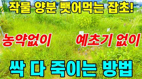 농약 예초기 없이도 이렇게 하면 잡초 관리를 한번에 해결할 수 있습니다 Youtube