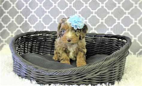 Cockapoo Puppies Denison Iowa