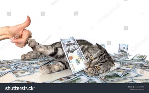 141 Imágenes De Cat Holding Bill Imágenes Fotos Y Vectores De Stock