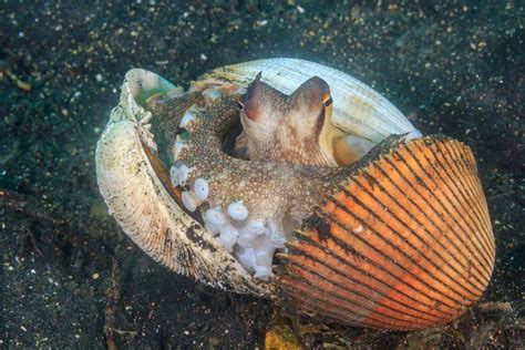 Wonders Of Plankton Tiny Organisms Huge Impact Nature Roamer
