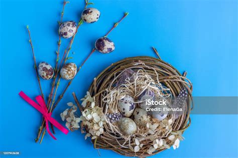 둥지에 메추라기 알 다양한 깃털 푸른 배경에 봄 나뭇 가지와 부활절 구성 인사말 카드 플랫 레이 0명에 대한 스톡 사진 및 기타 이미지 Istock