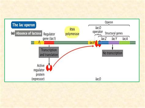 Gene Expression In Prokaryotes Pptx