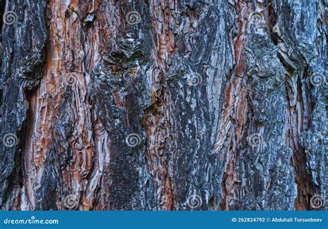 The Structure Of Tree Bark Stock Photo Image Of Macro 262824792