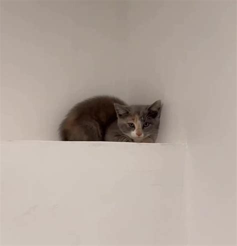 I Shall Call Her Xanthippe The Hissy Album On Imgur