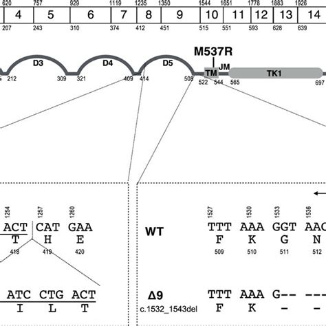 Schematic Representation Of The Structure Of Feline C Kit Gene And