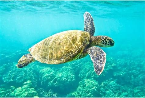 Cone Shells 1770 Reef Eco Tours