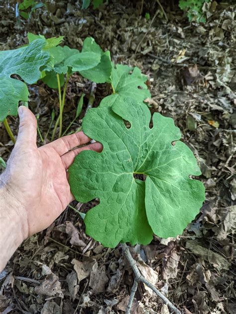 Bloodroot The Native Plant Gardener