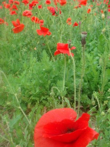 春なのに・・・ 南の島でスロ ライフ