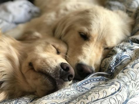 Morning Cuddles With Pepper And Buster ️ Scrolller