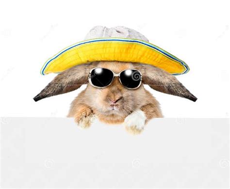 Häschen In Der Sonnenbrille Und Panama Das Von Hinten Leeres Brett