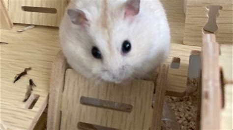 햄스터 힐링 좀 욕이 나올 수도 있음 이거 내가 한거 아님 Youtube