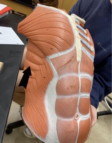 Skeletal Muscles Thorax Flashcards Quizlet